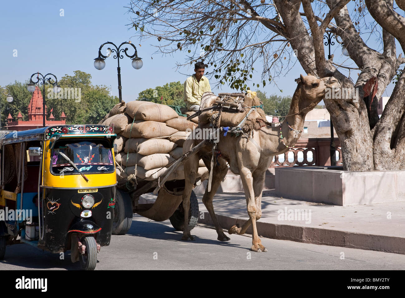 Camel Rickshaw High Resolution Stock Photography and Images - Alamy