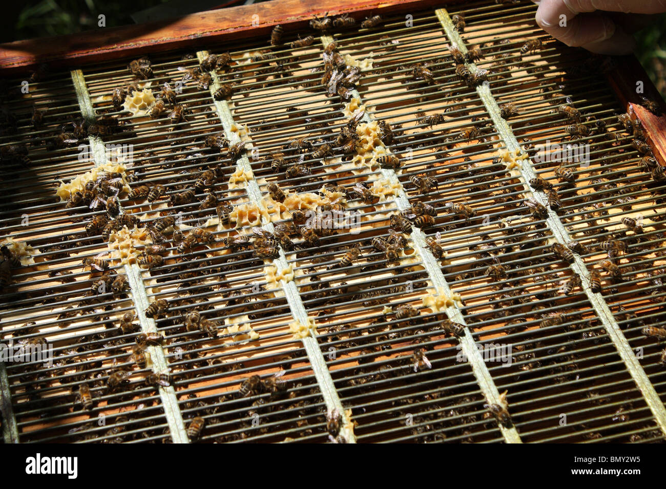 Queen bee excluder hi-res stock photography and images - Alamy