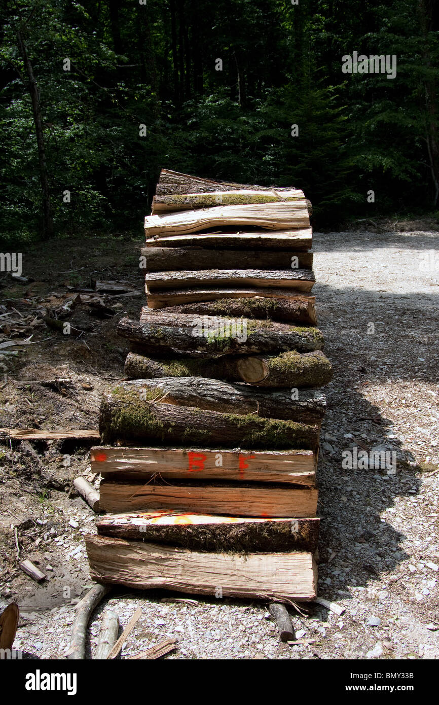 mountain logs trees forest woodland wood timber Stock Photo - Alamy
