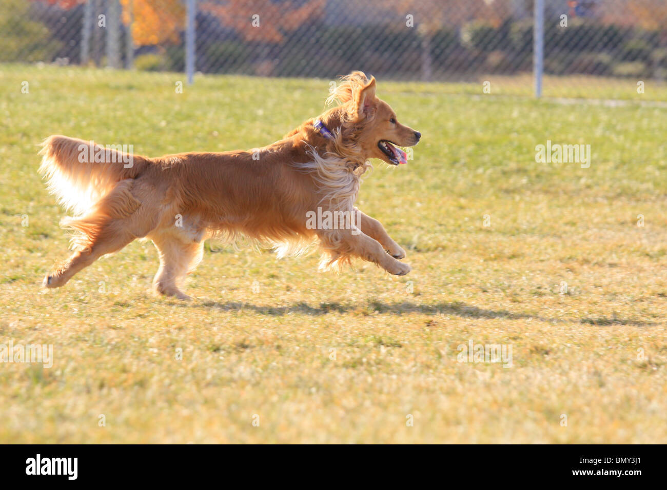 Dog wind run hi-res stock photography and images - Alamy