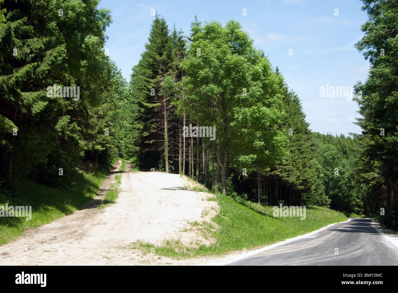 Woodland trees hi-res stock photography and images - Alamy