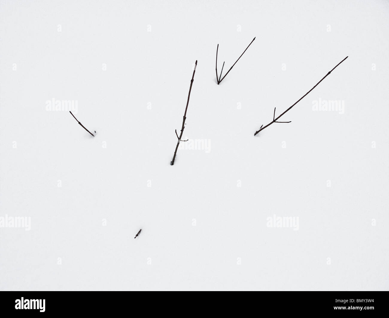 Lonely sprout hi-res stock photography and images - Alamy