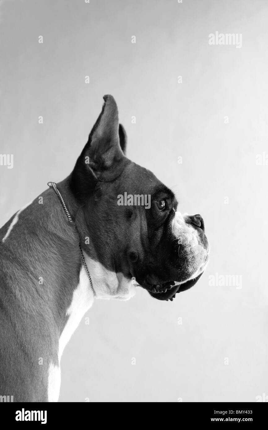 black and white boxer profile Stock Photo - Alamy