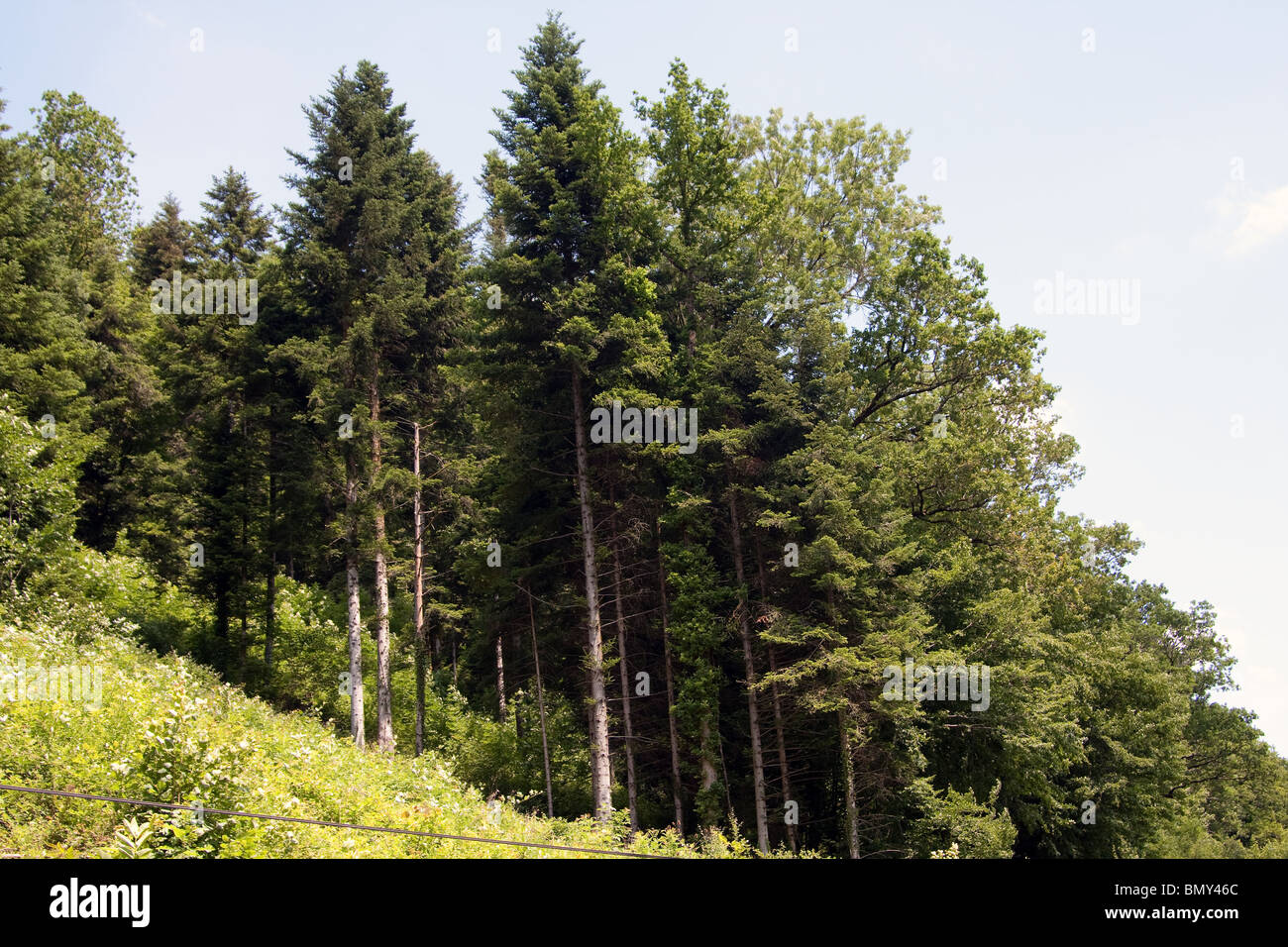 Woodland trees hi-res stock photography and images - Alamy