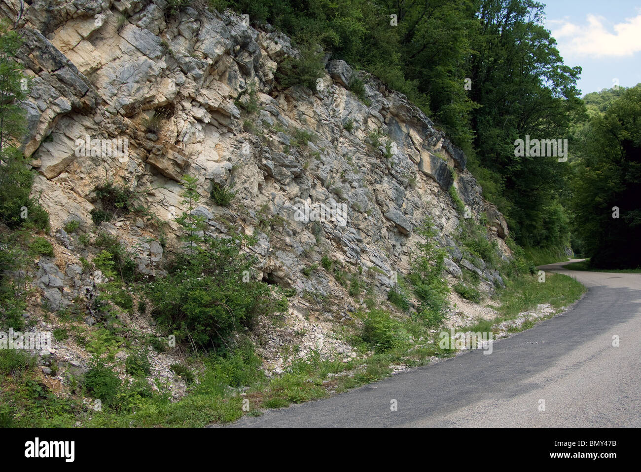 mountain woodland trees summer road forest track Stock Photo - Alamy