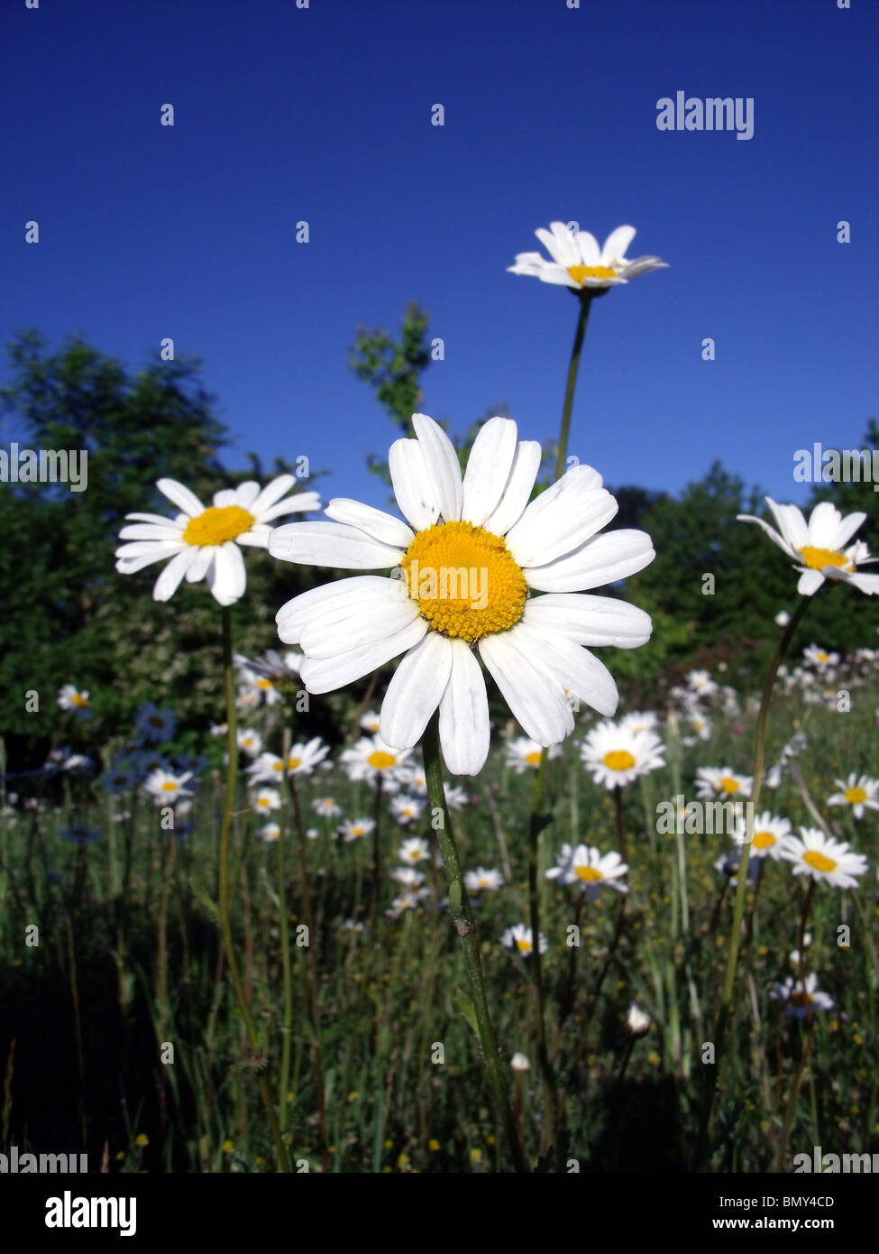Daisy summers hi-res stock photography and images - Alamy
