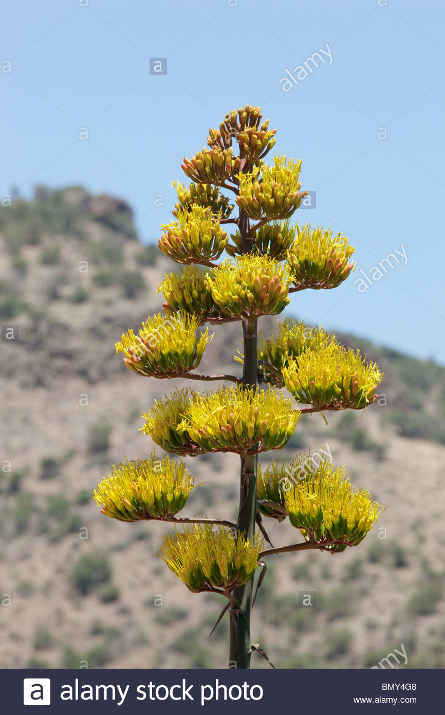 Century Plant Parrys Agave High Resolution Stock Photography and Images ...