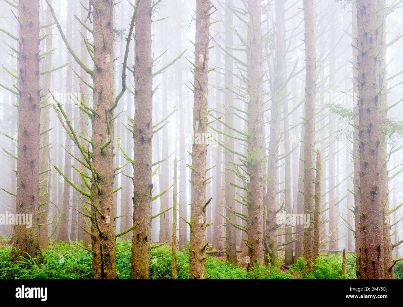 Sitka Spruce forest with fog on the oregon coast. Samuel H. Boardman ...