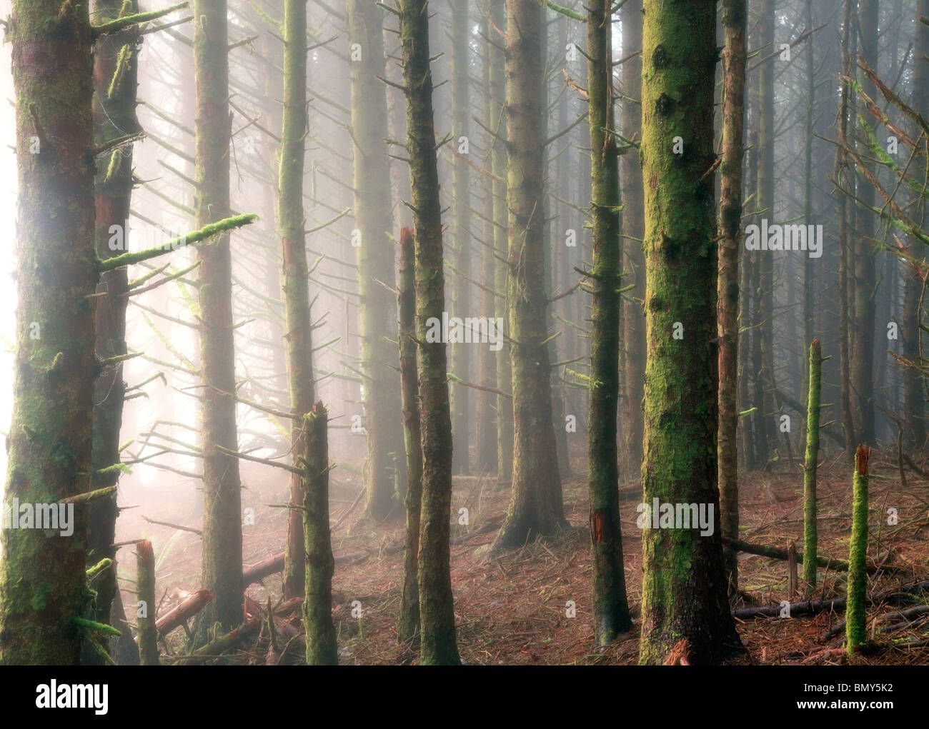 Sitka Spruce trees in fog. Samuel H. Boardman State Scenic Corridor ...
