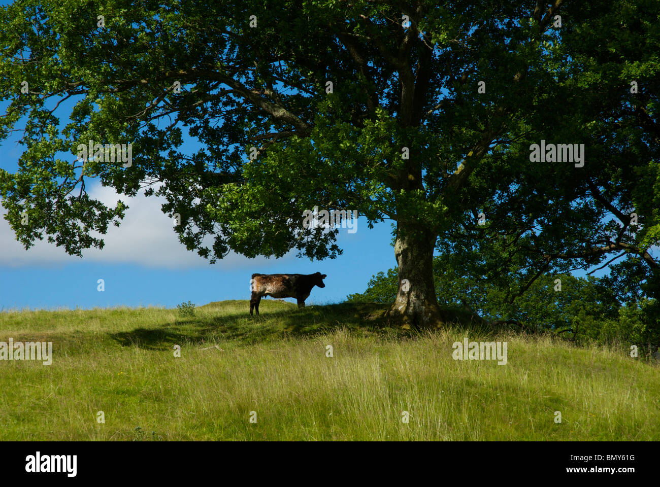 Cow in the shade of a tree, near Lake Windermere, Lake District ...