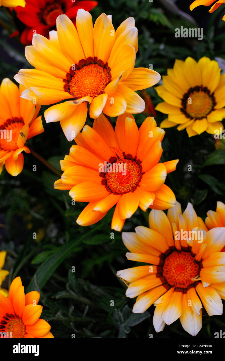 Display of yellow and orange garden flowers hi-res stock photography ...