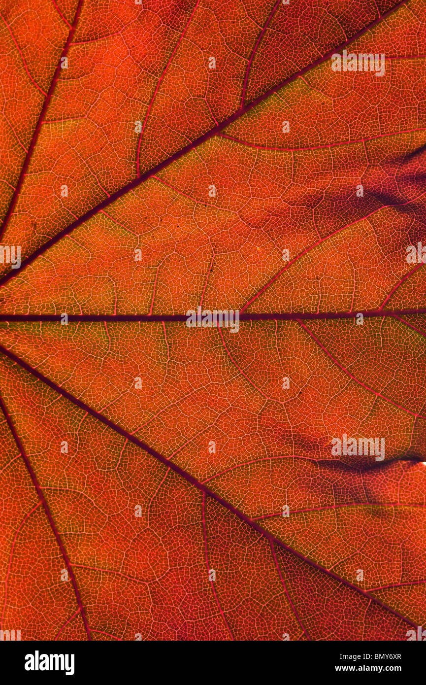 Autumn Maple Leaf Detail Stock Photo - Alamy