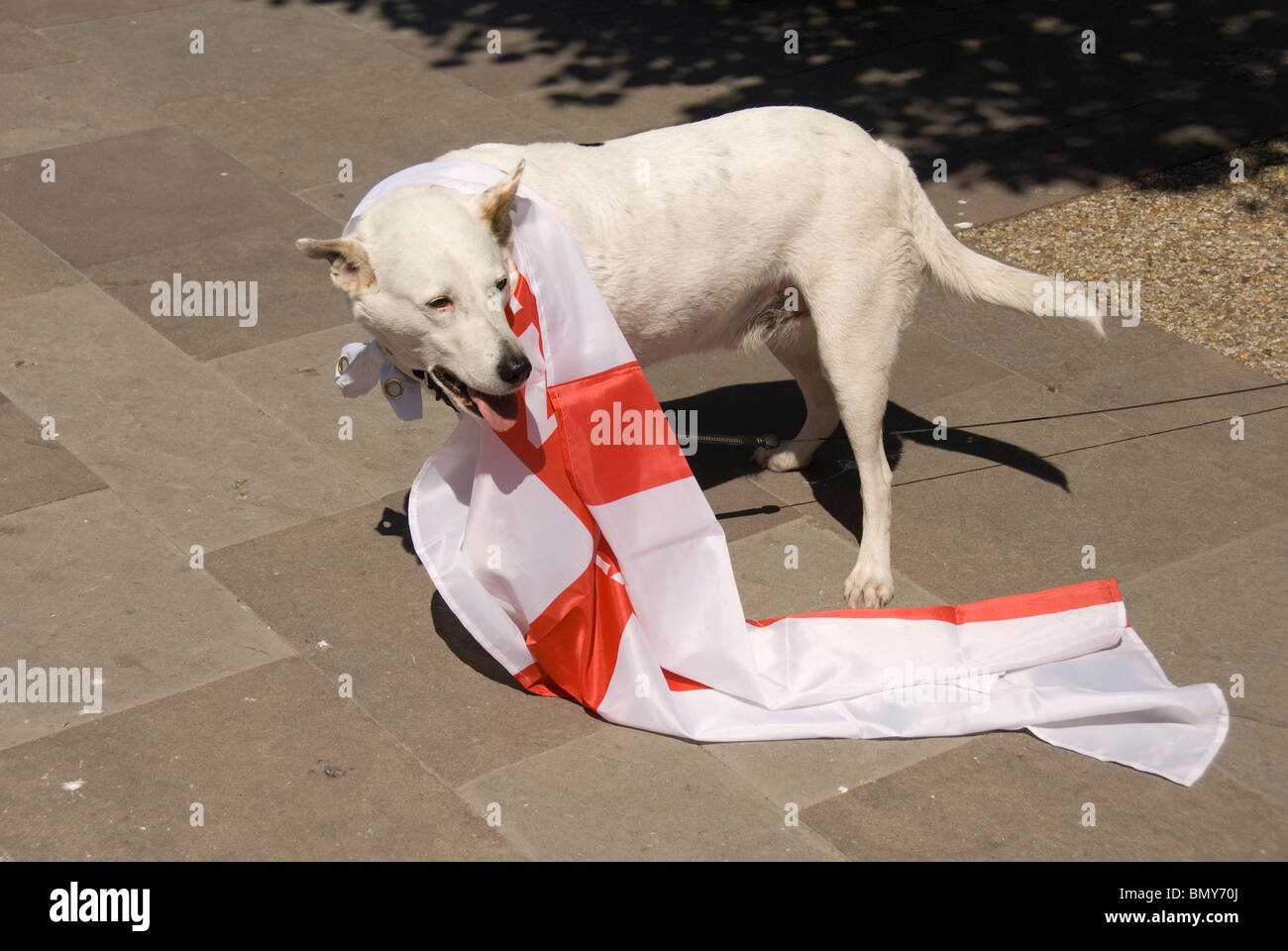 Fan dog with english flag, World Cup 2010, England, UK Stock Photo - Alamy