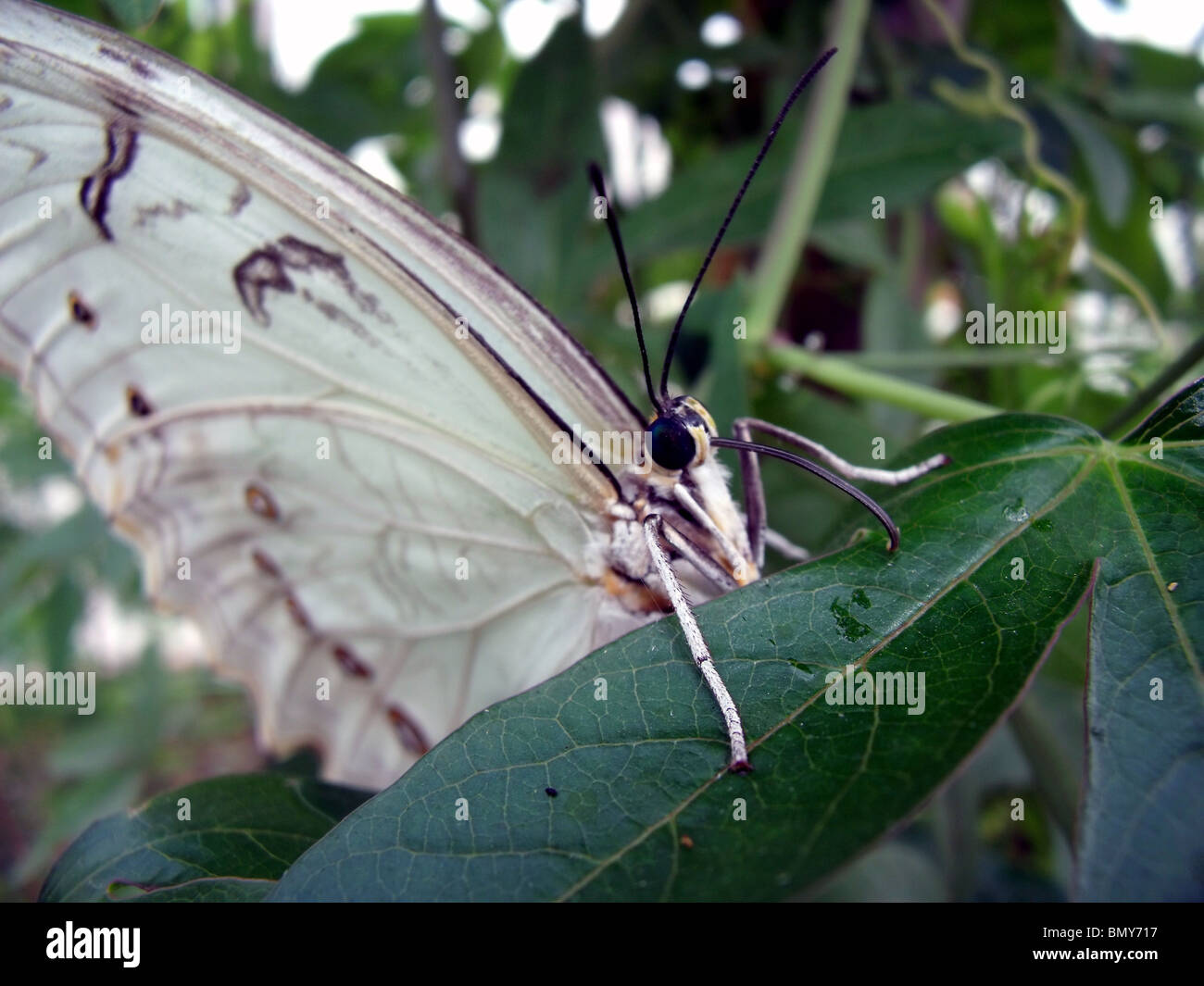 Tree Nymph butterfly Stock Photo - Alamy