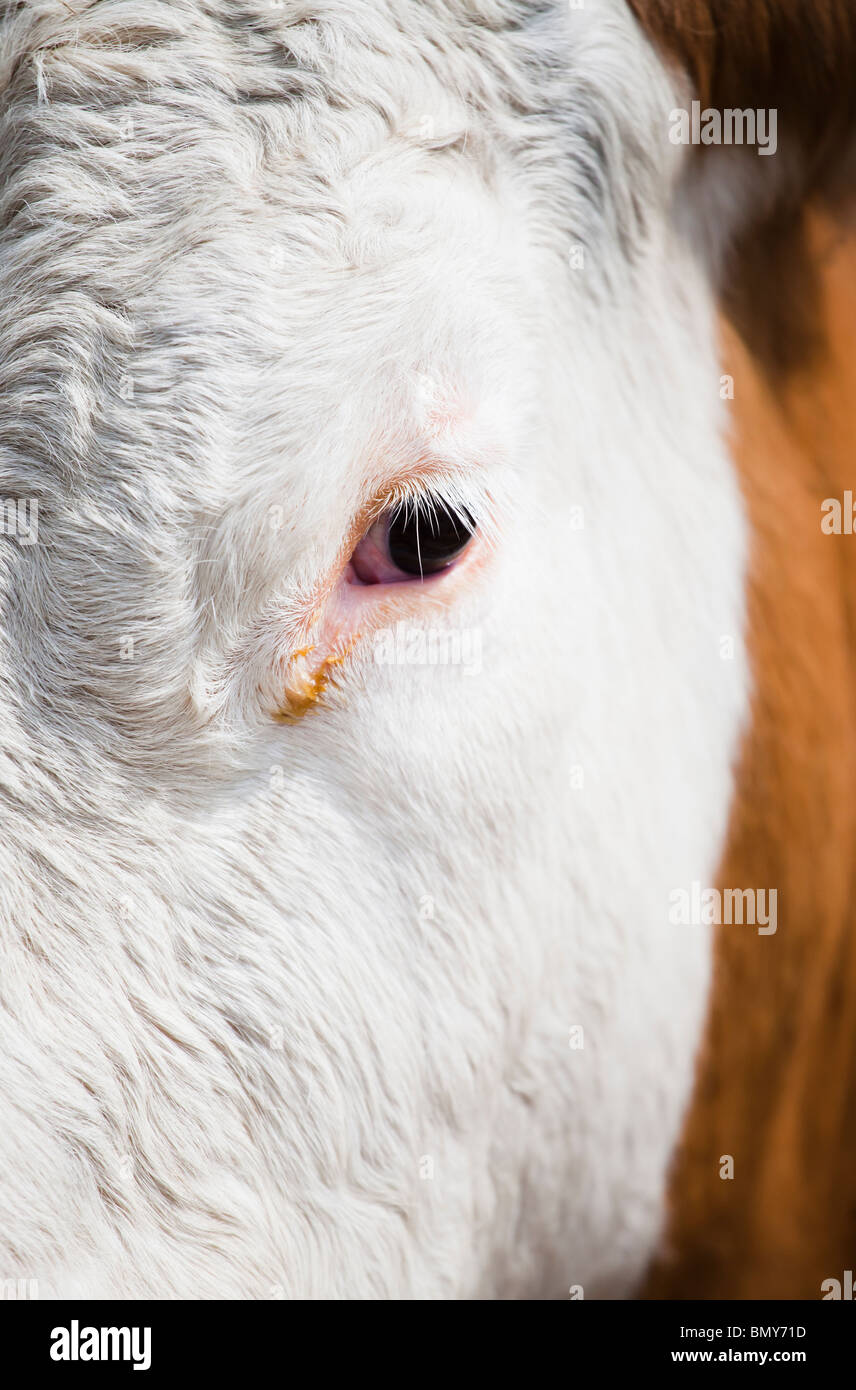 Close up of a cows eye in bright sunshine Stock Photo - Alamy