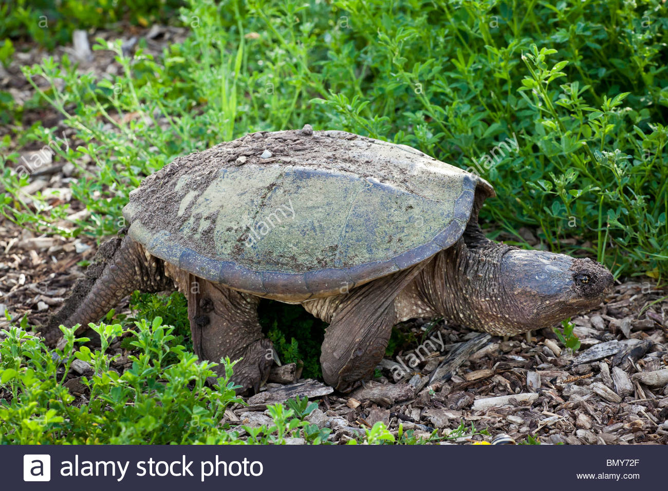 Snapping Turtle Canada High Resolution Stock Photography and Images - Alamy