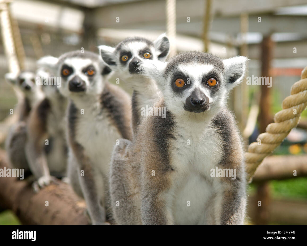 Ring-tailed lemurs(Lemur Catta) in captivity at Blackpool zoo ...