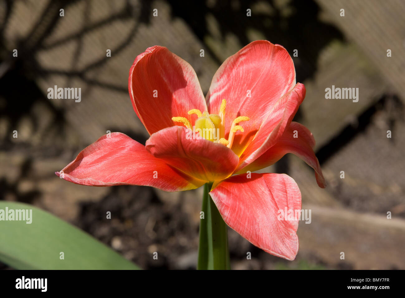 Lefeber hi-res stock photography and images - Alamy