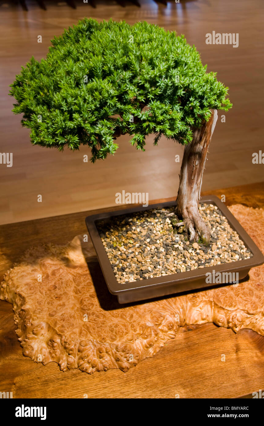 Japanese Bonsai Tree Stock Photo - Alamy
