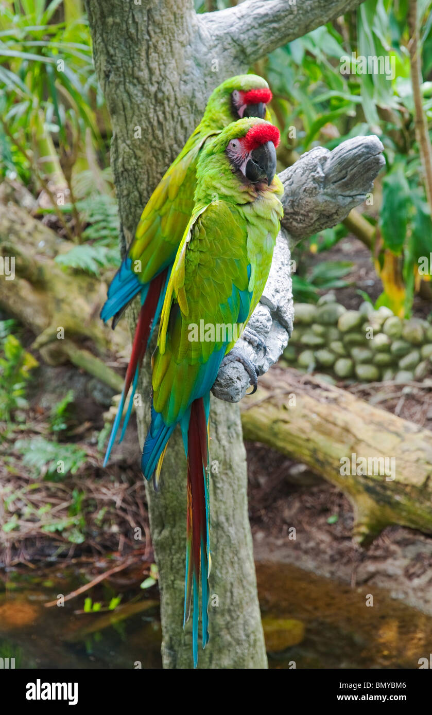 Texas, Galveston, Moody Gardens, Rainforest Pyramid, Military Macaw ...