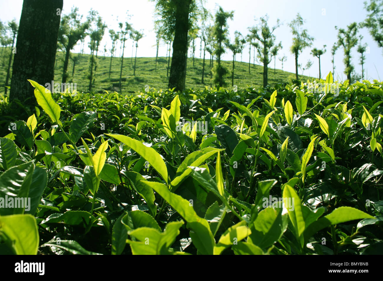 tea leaves - beauty of munnar tea garden Stock Photo - Alamy