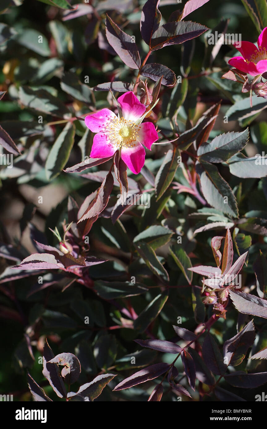 Rose glauca hi-res stock photography and images - Alamy