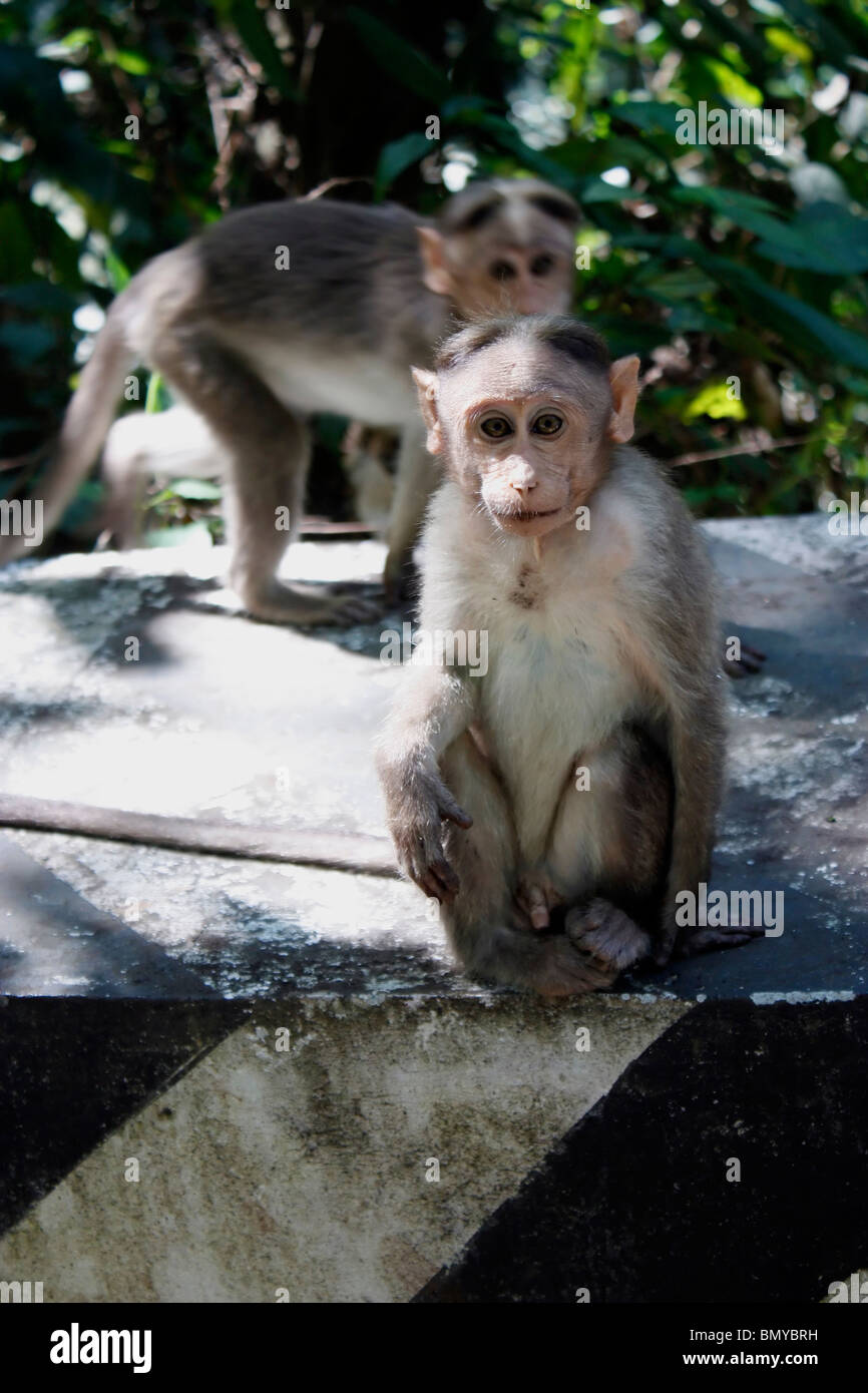 Indian monkey hi-res stock photography and images - Alamy