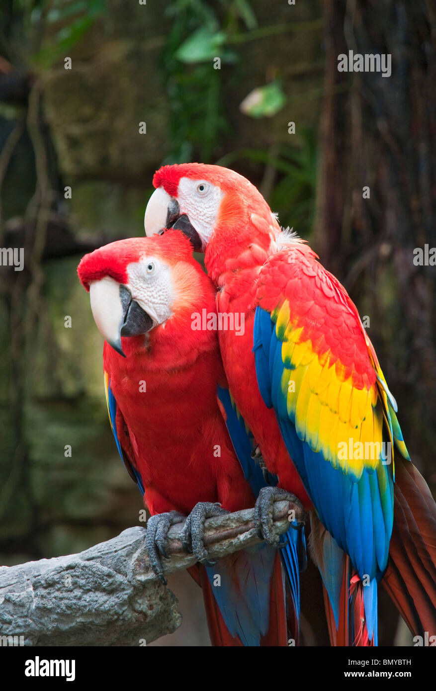Texas, Galveston, Moody Gardens, Rainforest Pyramid, Scarlet Macaw pair ...