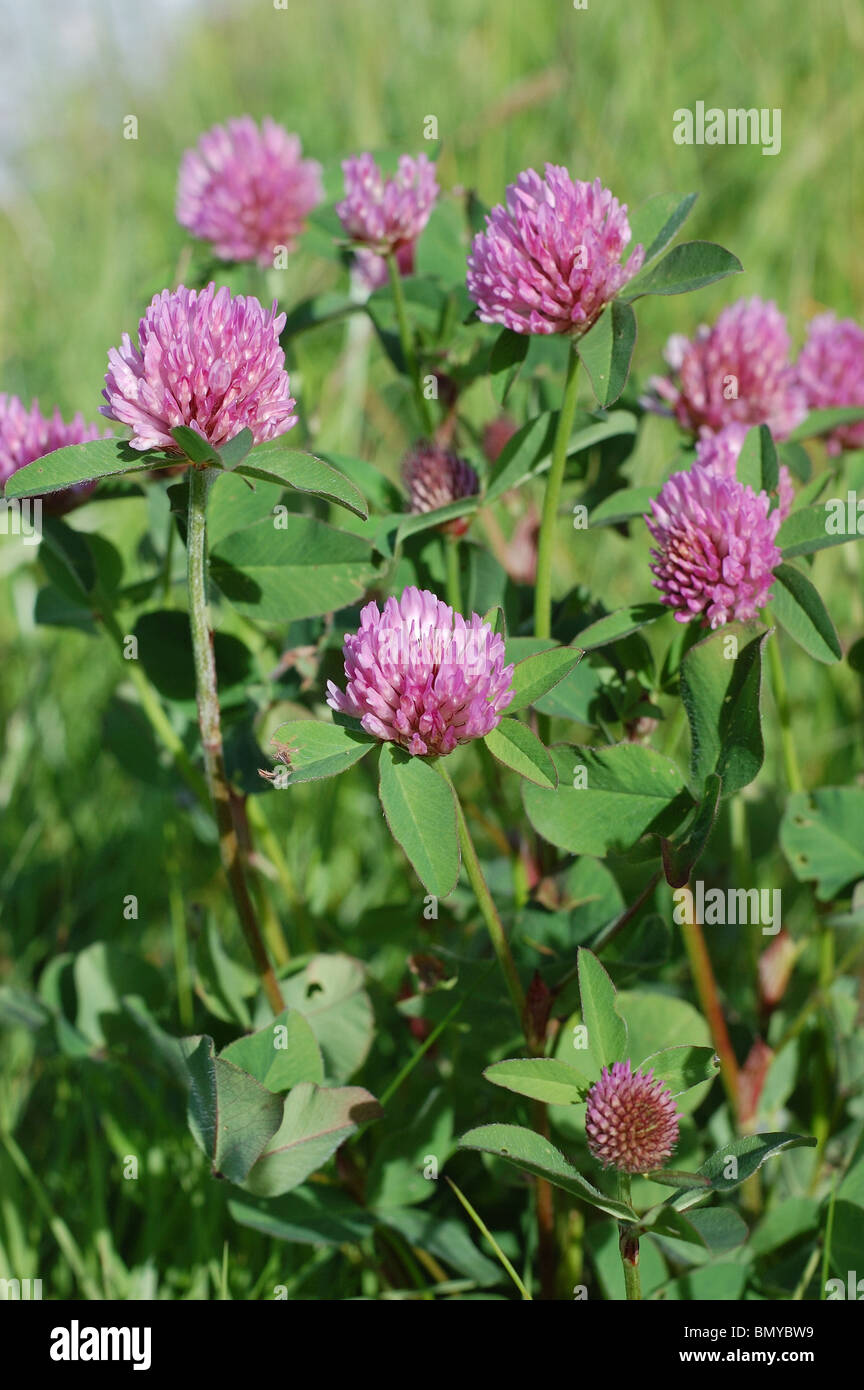 clover in flower Stock Photo - Alamy