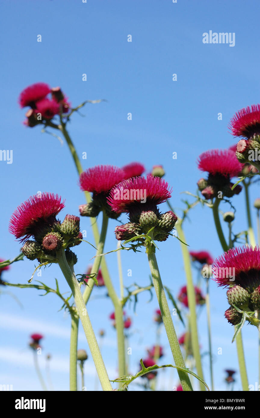Cirsium Rivulare Stock Photos & Cirsium Rivulare Stock Images - Alamy