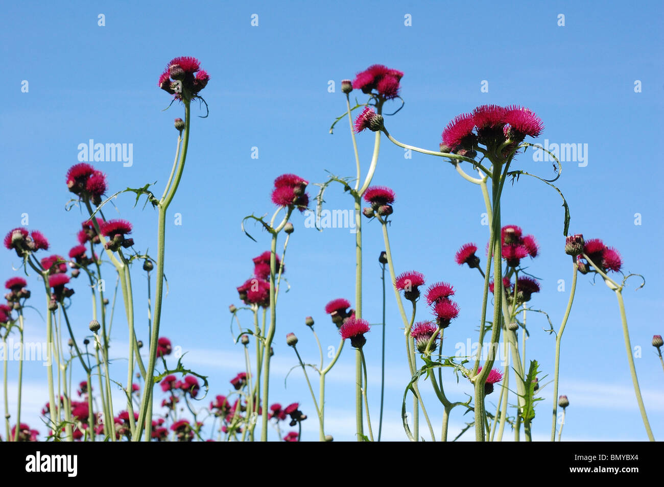Cirsium rivulare atropurpureum hi-res stock photography and images - Alamy