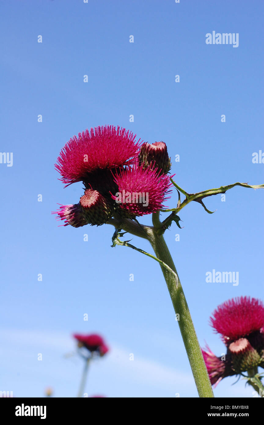 Cirsium Rivulare Stock Photos & Cirsium Rivulare Stock Images - Alamy