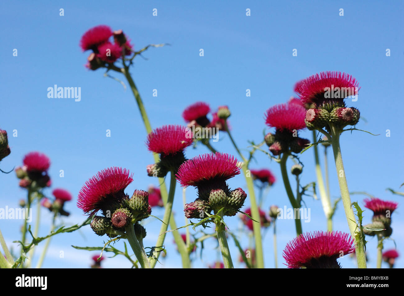 Rivulare atropurpureum hi-res stock photography and images - Alamy
