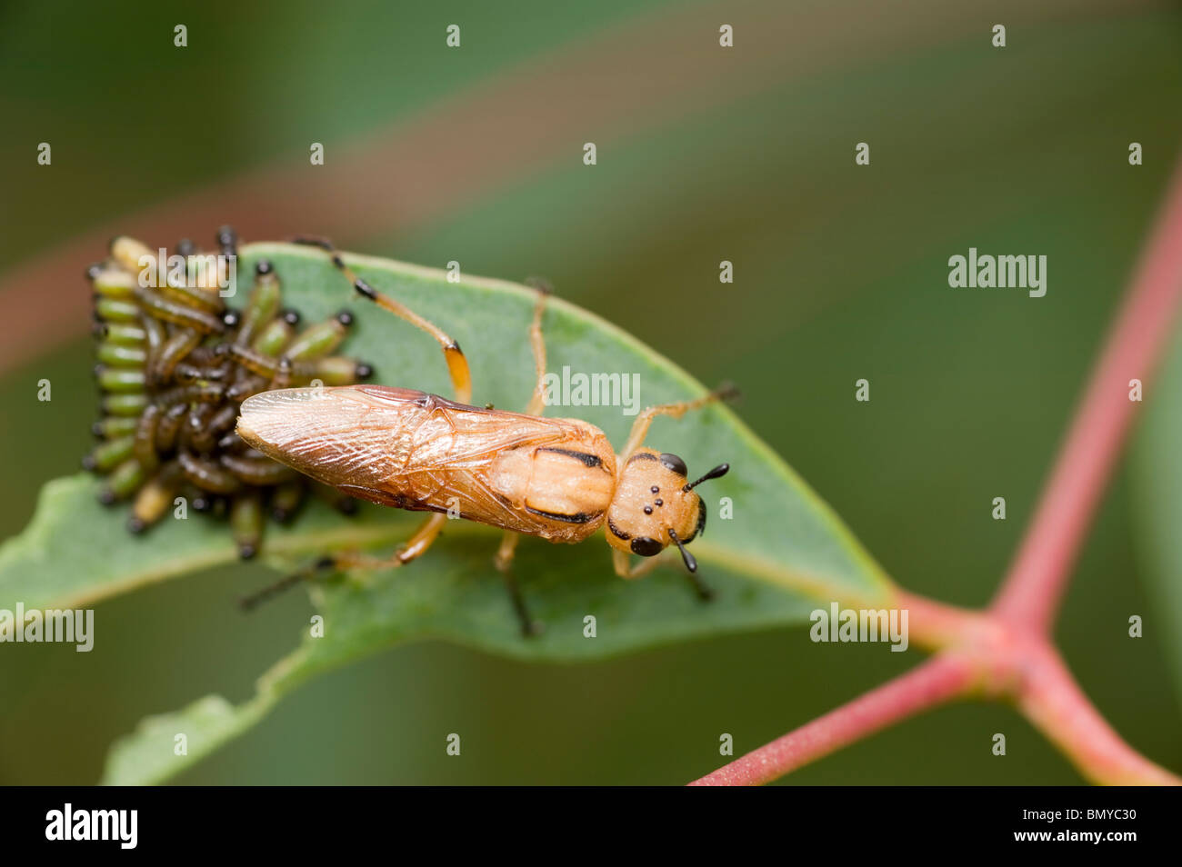 Sawfly larvae australia hi-res stock photography and images - Alamy