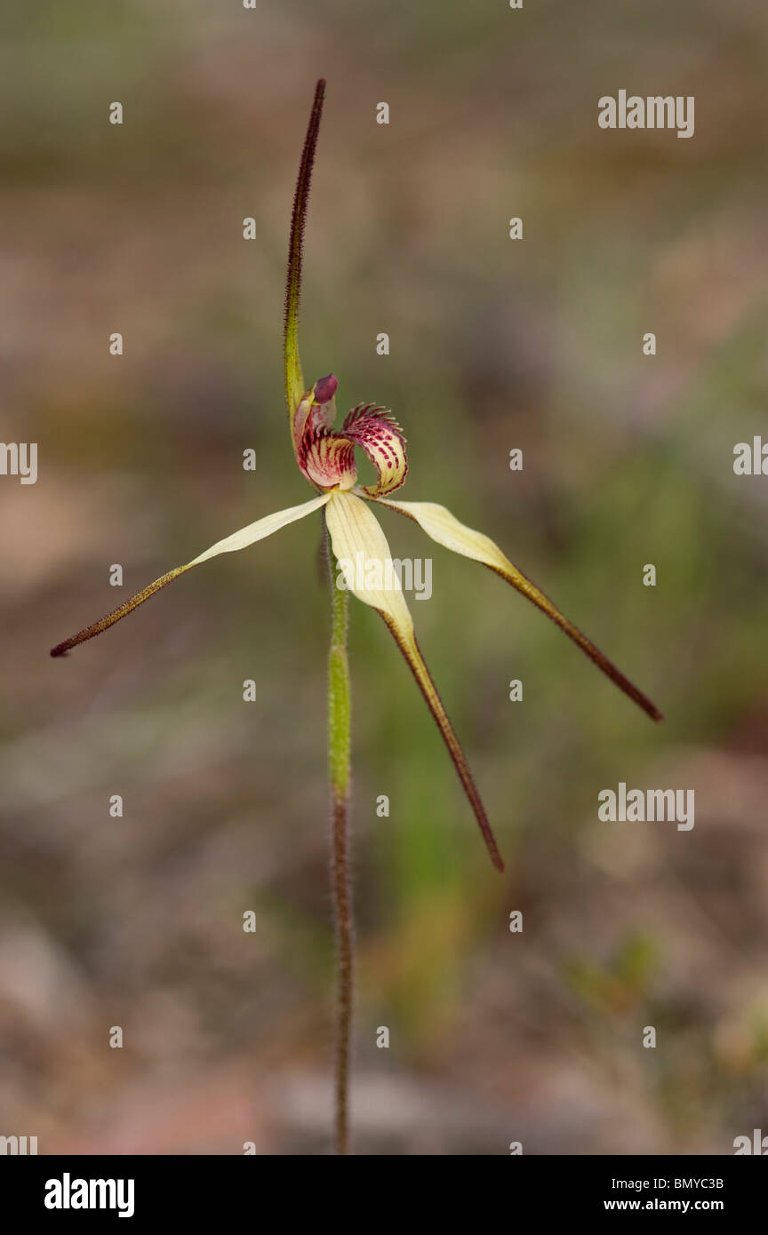Tawny caladenia orchid flower Stock Photo - Alamy