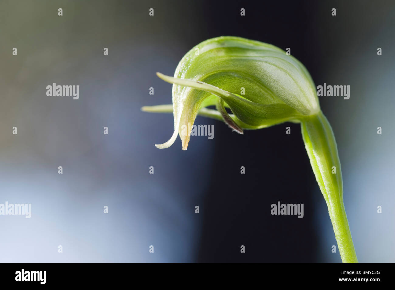 Nodding greenhood orchid flower Stock Photo - Alamy