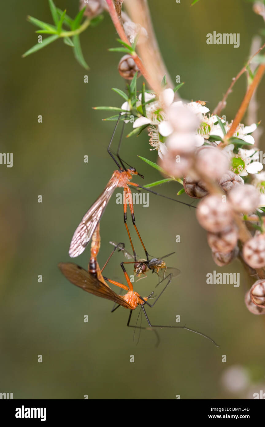 Scorpionflies hi-res stock photography and images - Alamy