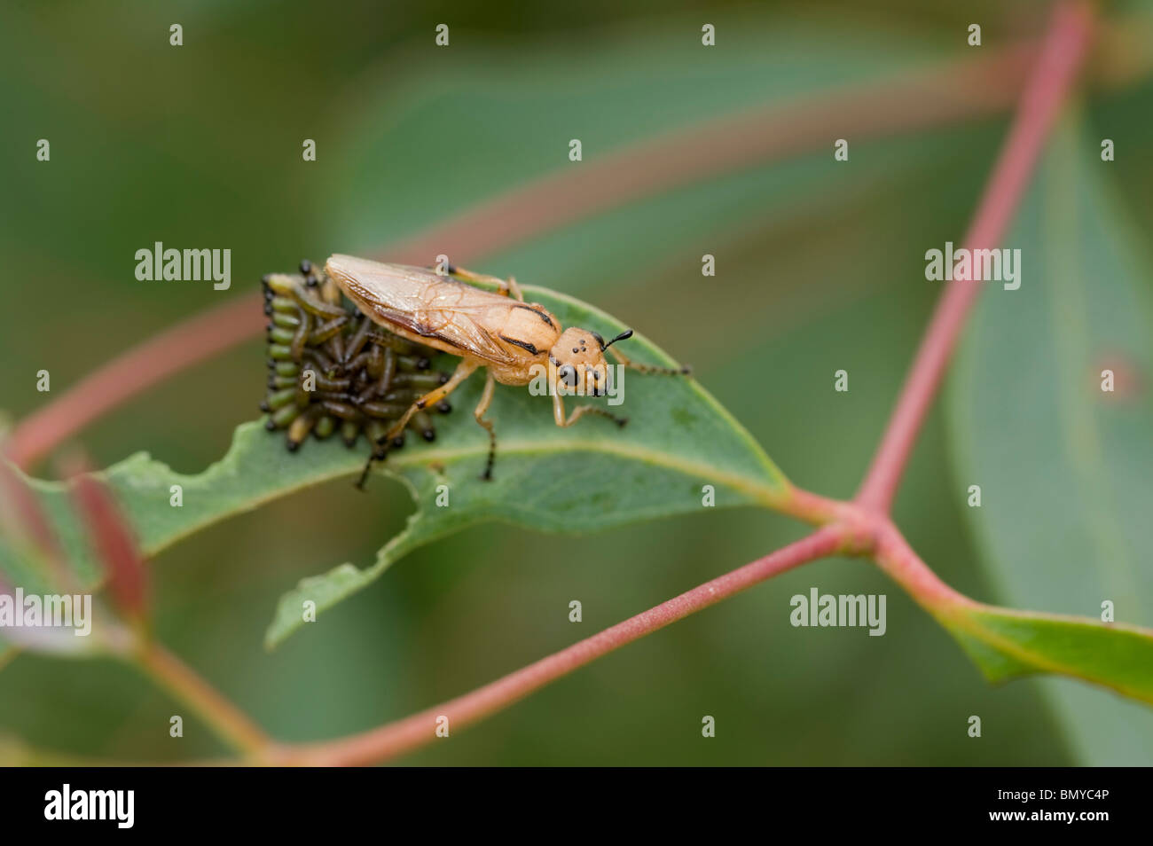 Sawfly larvae australia hi-res stock photography and images - Alamy