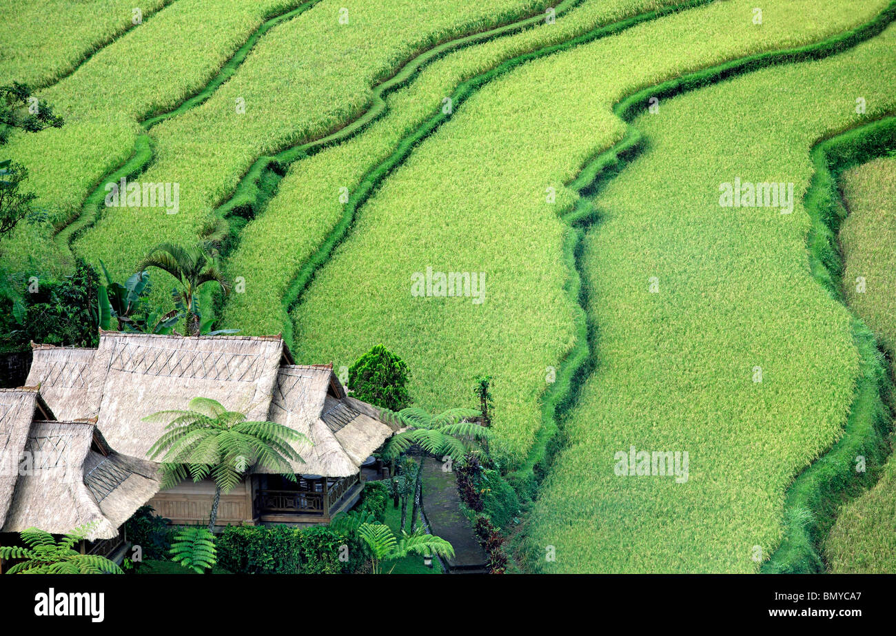 Looking down on terraced rice paddies near Ubud, Bali, Indonesia. There ...