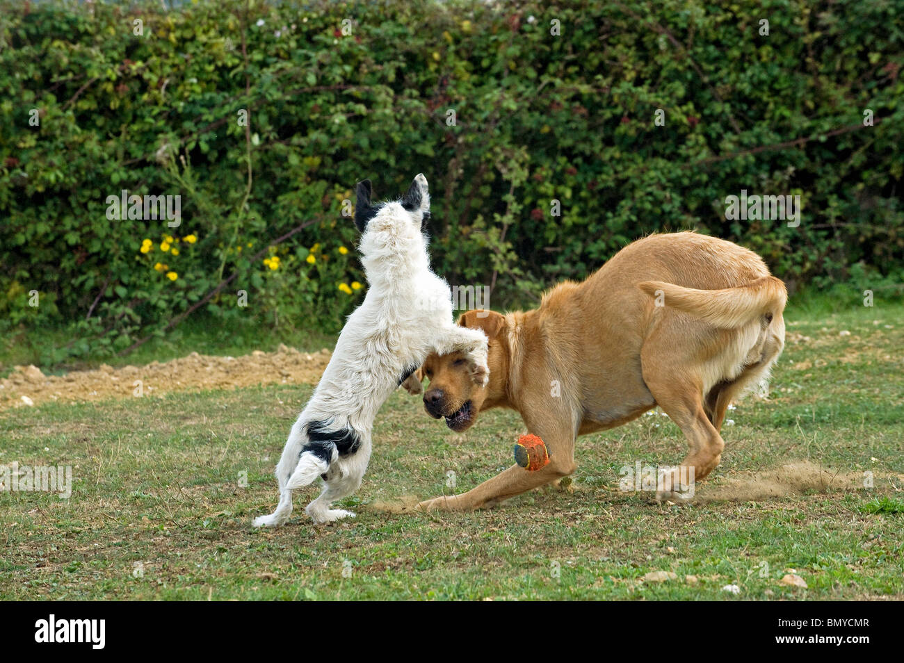 2 two dogs hi-res stock photography and images - Alamy
