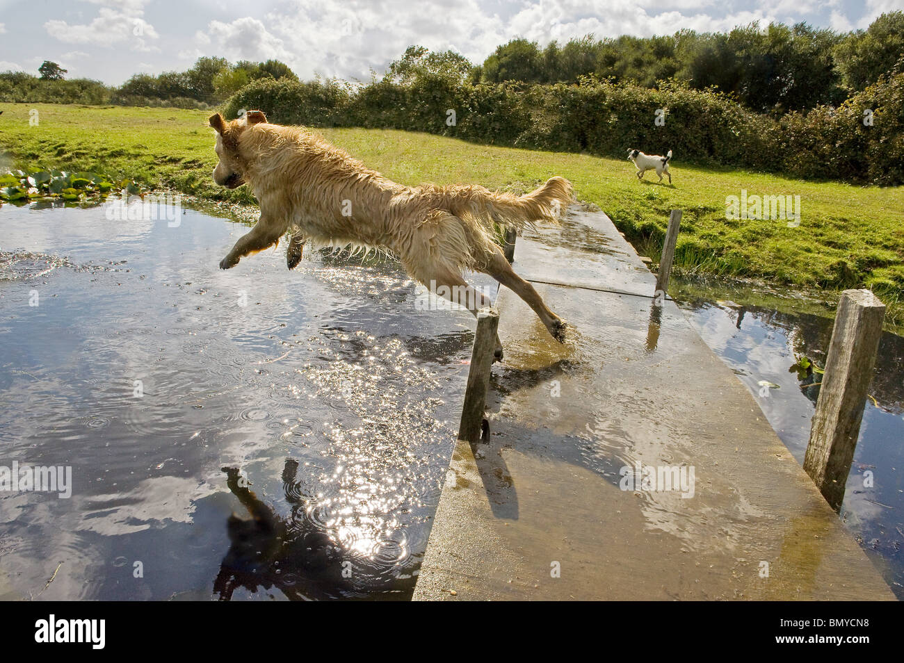 Dog Jumping Into Water High Resolution Stock Photography and Images - Alamy
