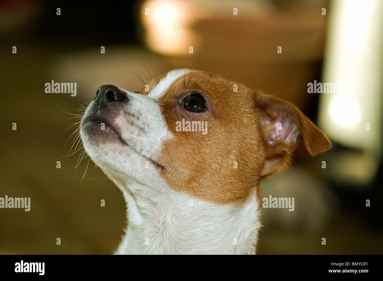 half breed dog puppy portrait Stock Photo - Alamy
