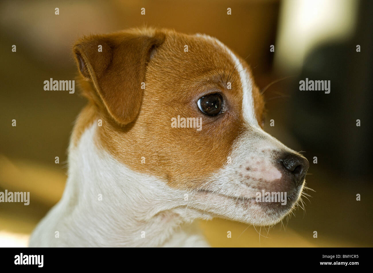 half breed dog puppy portrait Stock Photo - Alamy