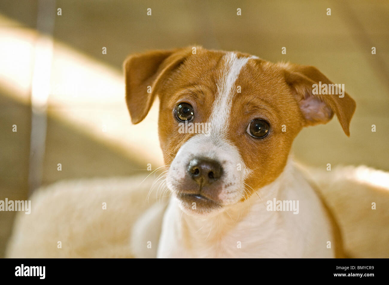 half breed dog puppy portrait Stock Photo - Alamy