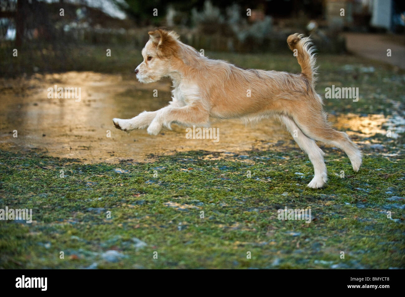Young half breed dog running hi-res stock photography and images - Alamy