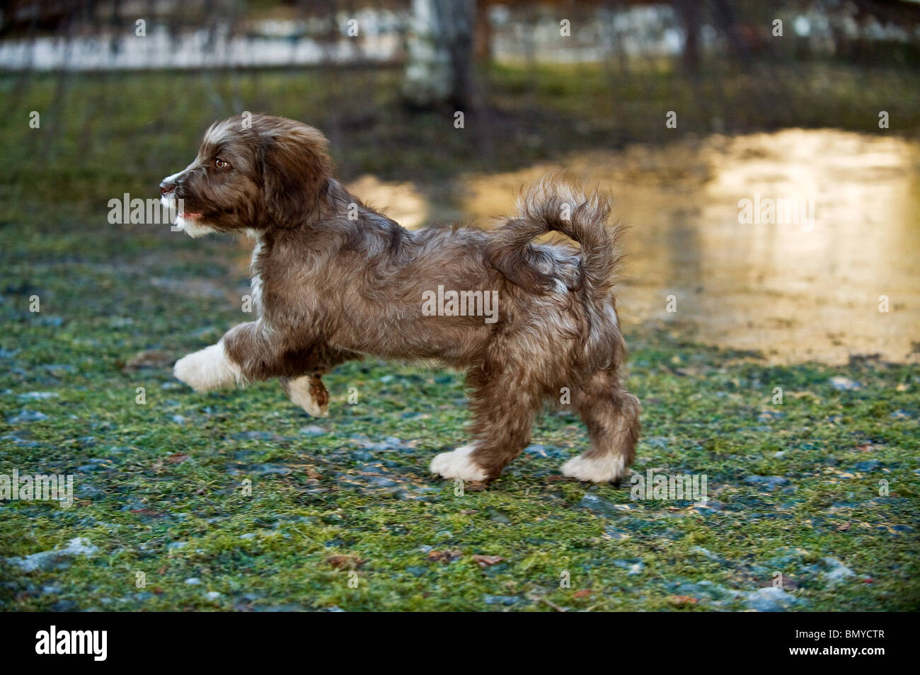 Young half breed dog running hi-res stock photography and images - Alamy