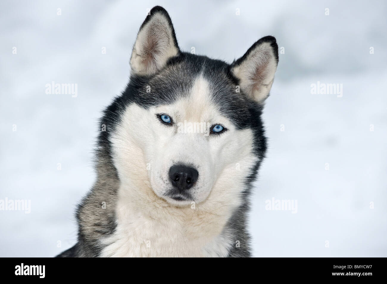 Siberian Husky dog portrait Stock Photo - Alamy
