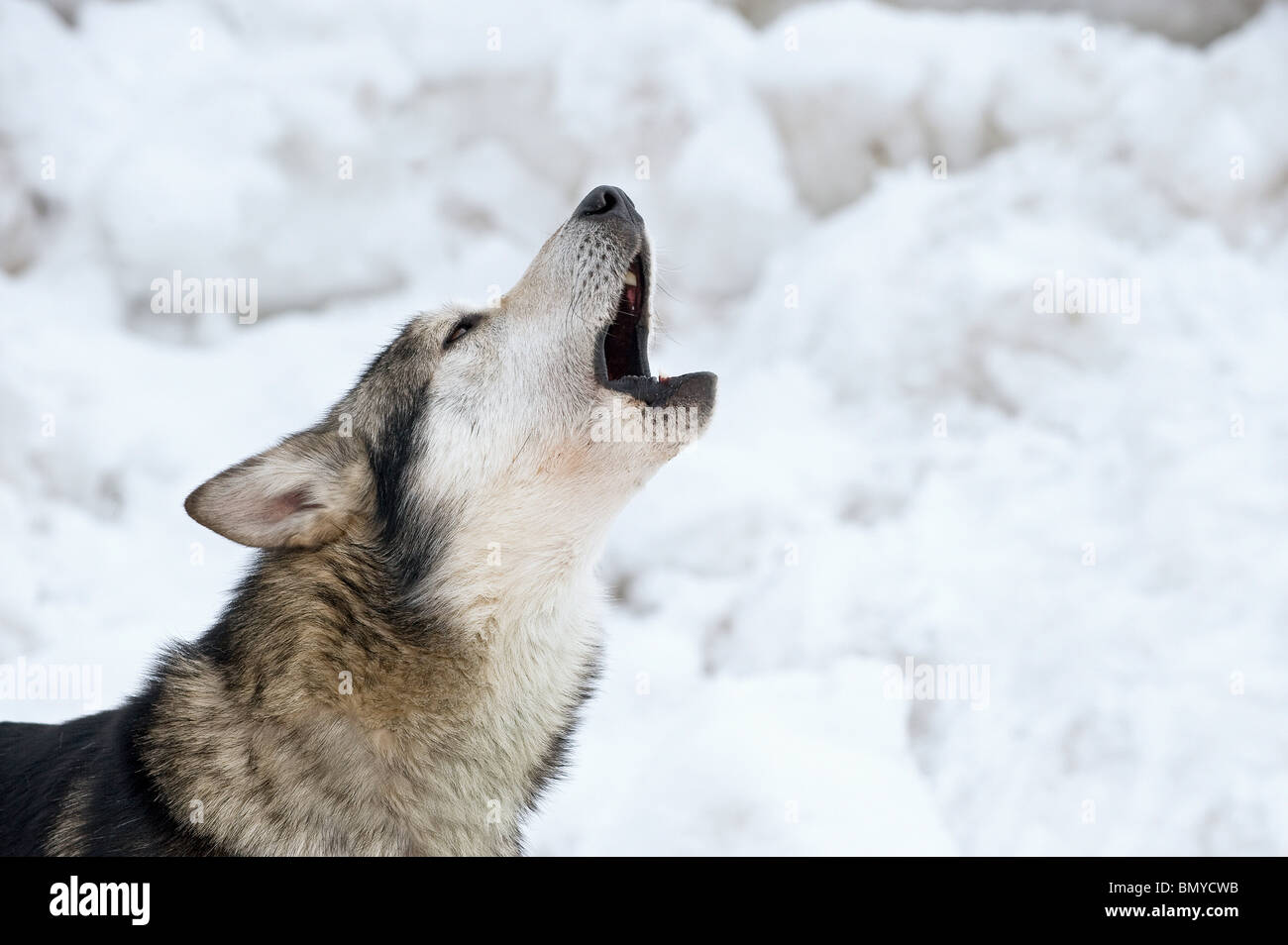 Siberian Husky. Portrait of adult dog, howling Stock Photo - Alamy