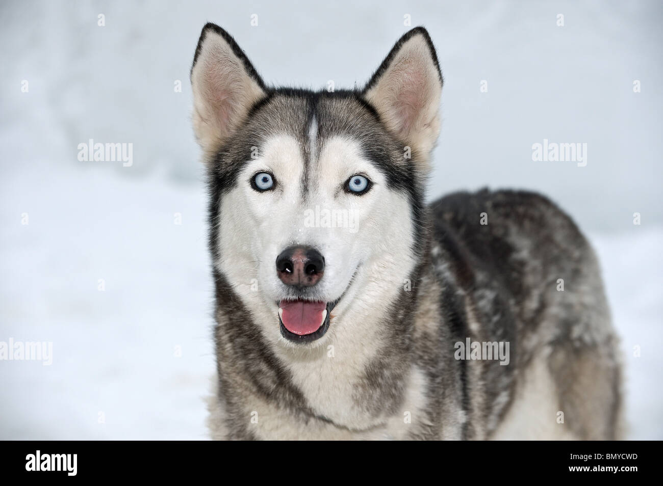 Siberian Husky dog standing snow Stock Photo - Alamy