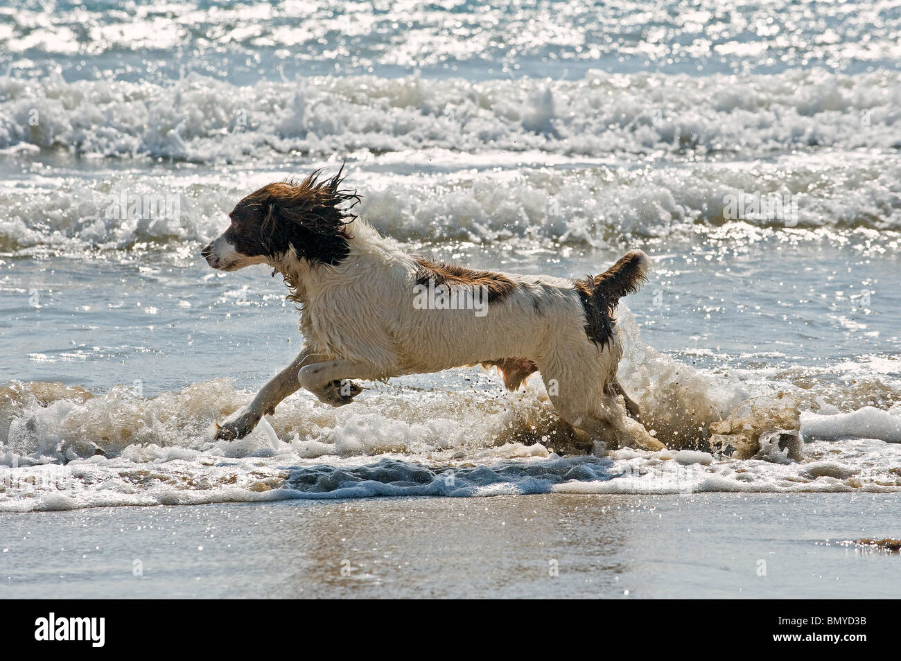 English Springer Spaniel dog running water Stock Photo - Alamy
